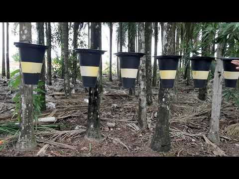 Como usar a criatividade para matar frango sem se machucar