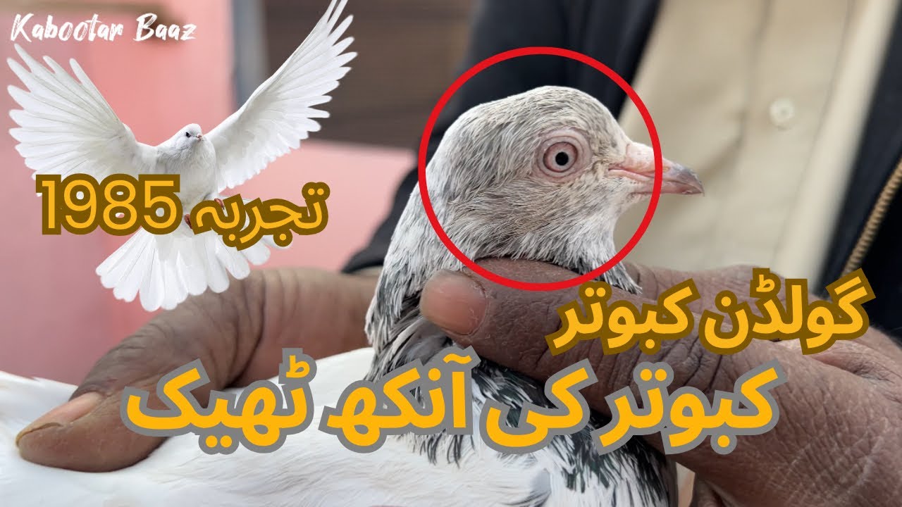 Golden Kabutar ki Ankh Thek 😱 | Dhoke Ratta Pigeon Club 🕊️ - YouTube