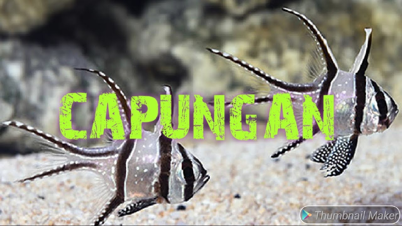 Memelihara Ikan Capungan / Keeping Kaudern's Cardinalfish (Pterapogon ...