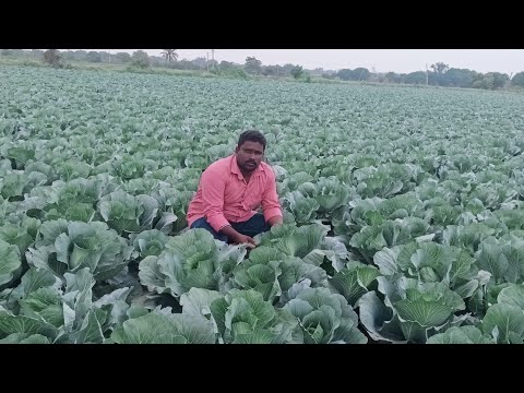 Bayer seminis Ganesh cabbage field 7795175601 all seasons #farmer # ...