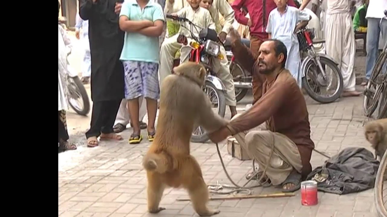 Funny Fight Monkey And Men 2016 - YouTube