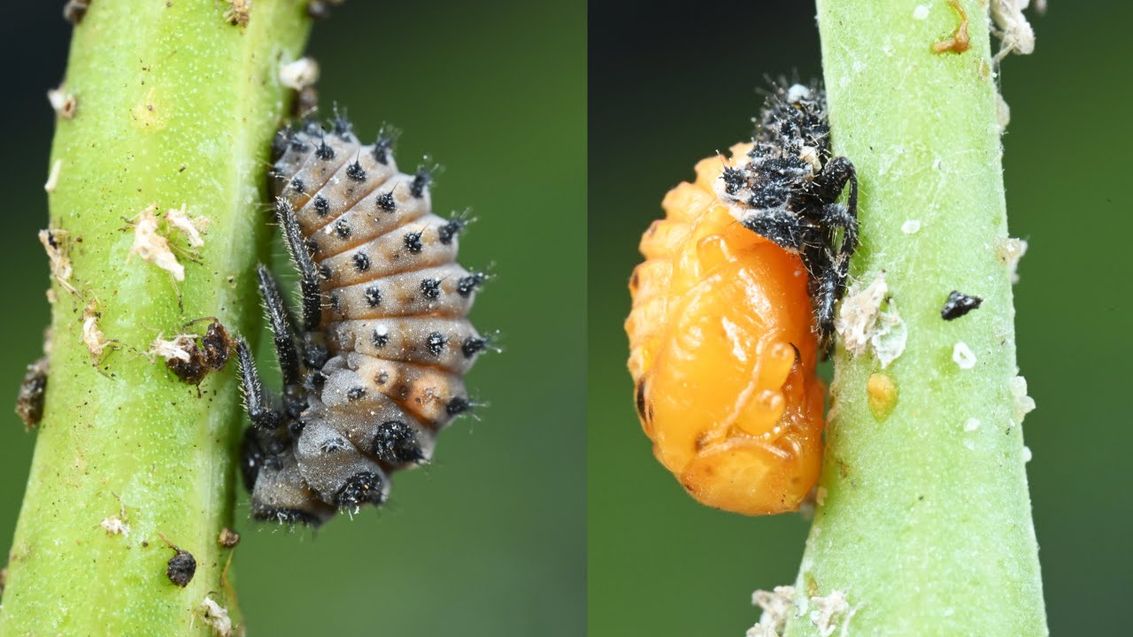 🐞 The Full Life Cycle of Ladybugs | Time-Lapse and Macro Close-Ups ...