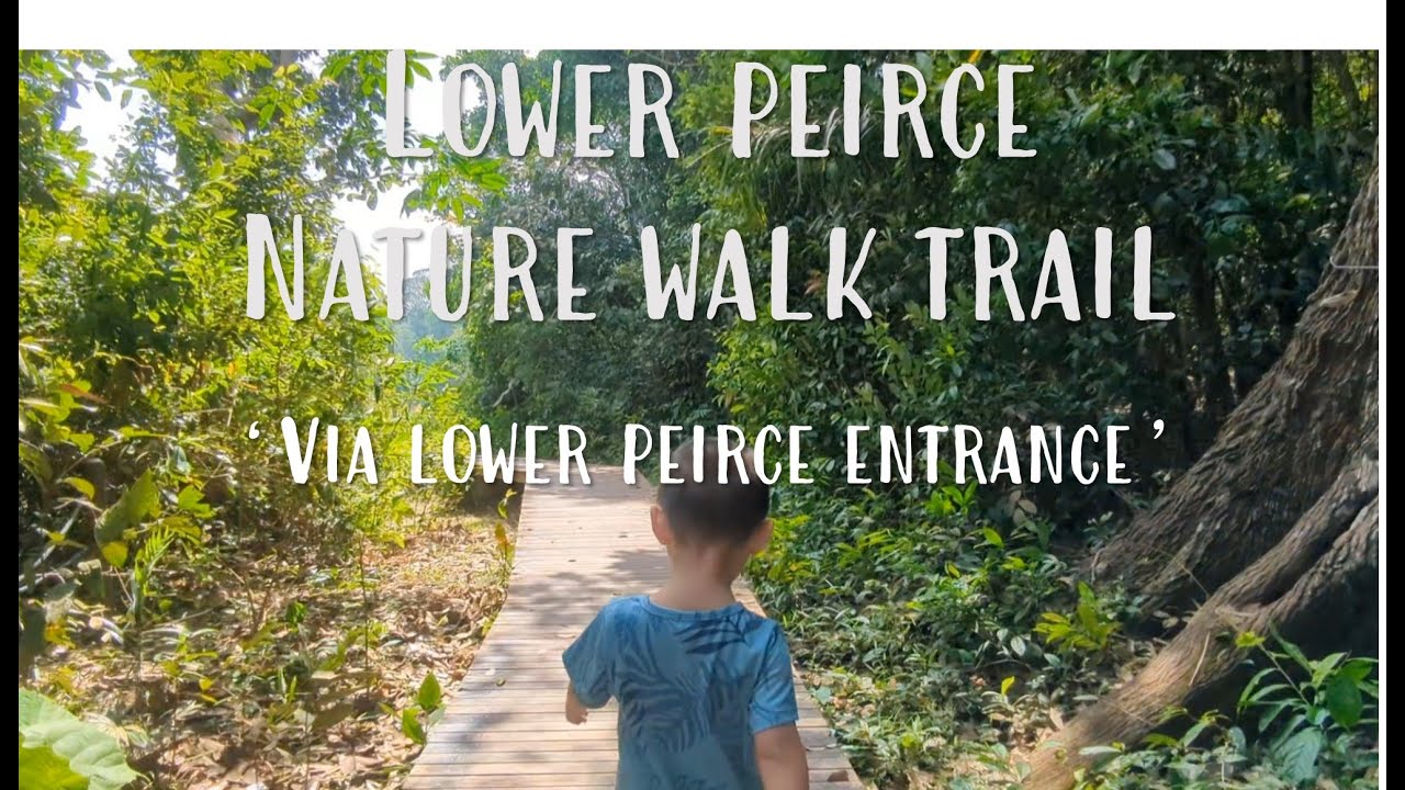 Lower Peirce Hiking Trail, Singapore-Nature Walk with Kids: - YouTube