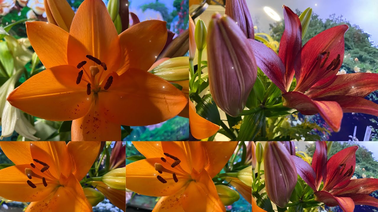 Discover the Most Rare Lily Flowers in the World 2024 - YouTube