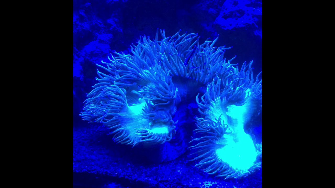 Elegance Coral Eats Fish - YouTube