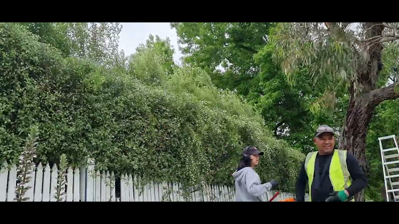 Overgrown Pittosporum Privacy Hedge Plants Layer Trimming - YouTube