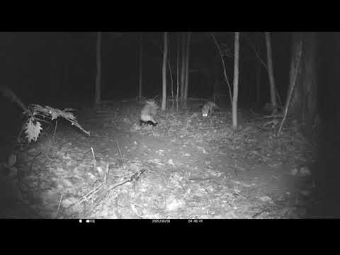 Michigan Trail Cam - Skunk vs Fox - YouTube