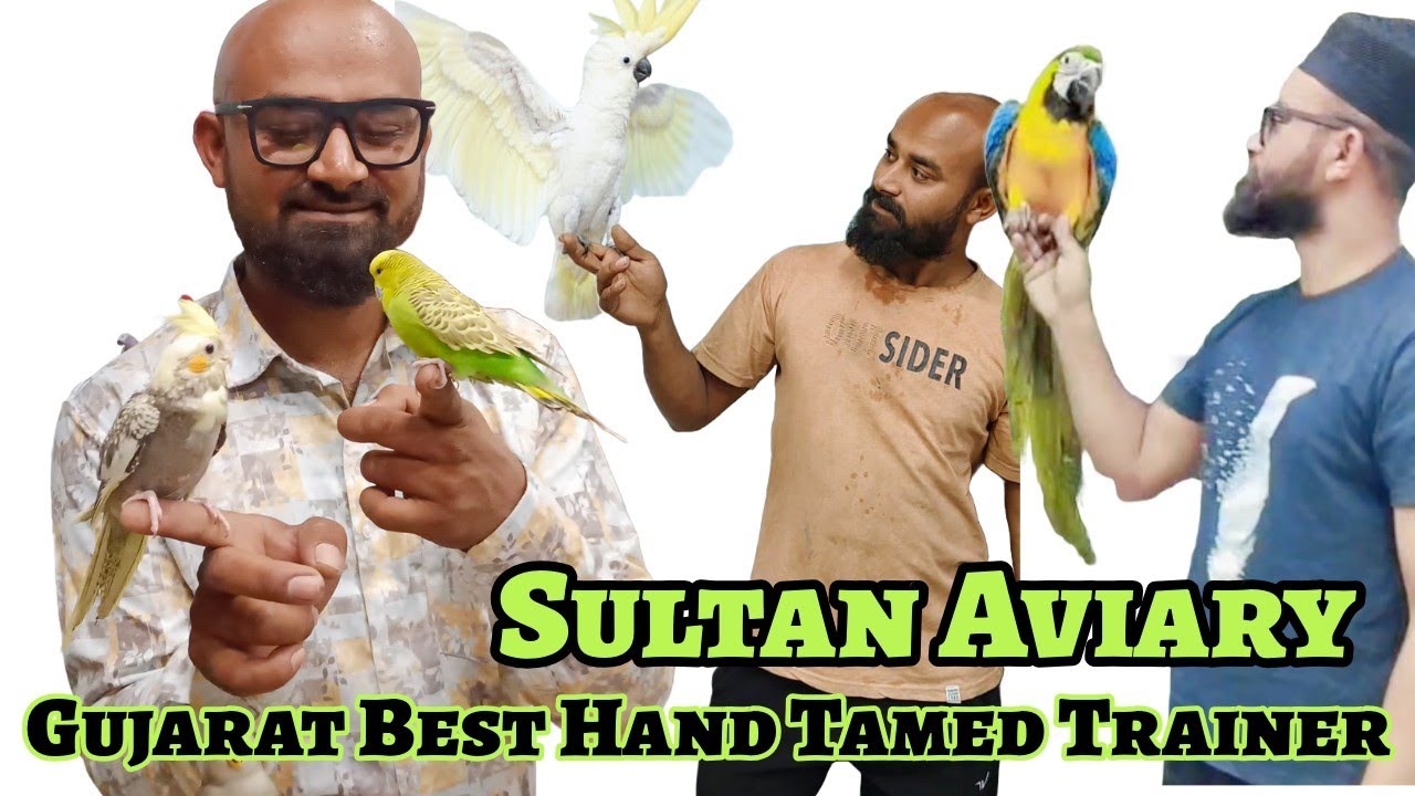 hand tamed birds in india | Gujarat Biggest Hand tamed Expert | Sultan ...