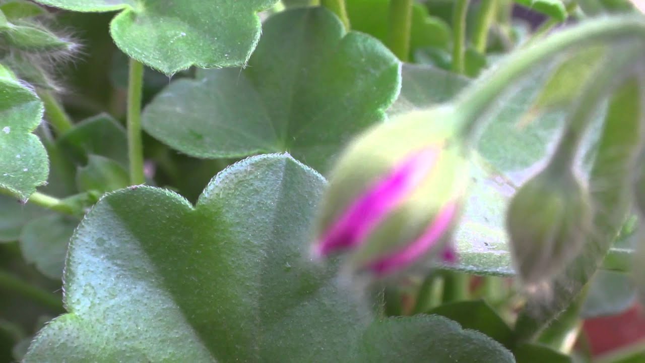 Sony Cyber-shot DSC-TX30 MP4 Sample Video #1