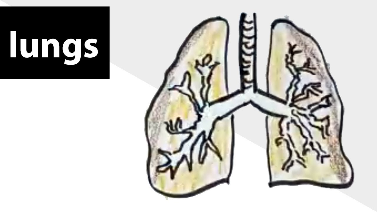 How to draw lungs? Learn to draw | easy drawings | drawing for kids ...