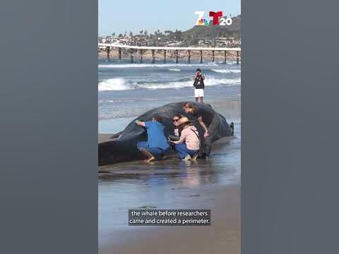 52-ft. whale washes ashore on Pacific Beach in San Diego - YouTube