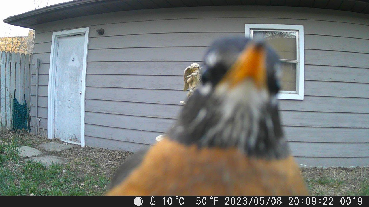 Cheerful robin at water fountain - YouTube