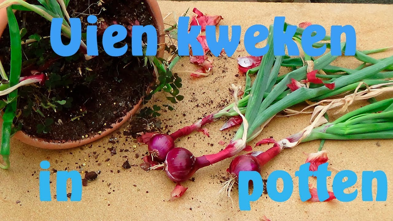Uien in potten kweken - YouTube