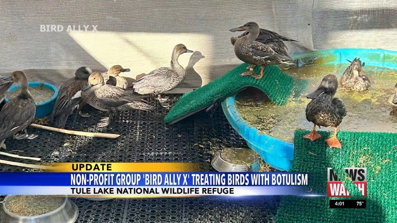 Bird Ally X rescue effort is treating birds with botulism at Tule Lake ...