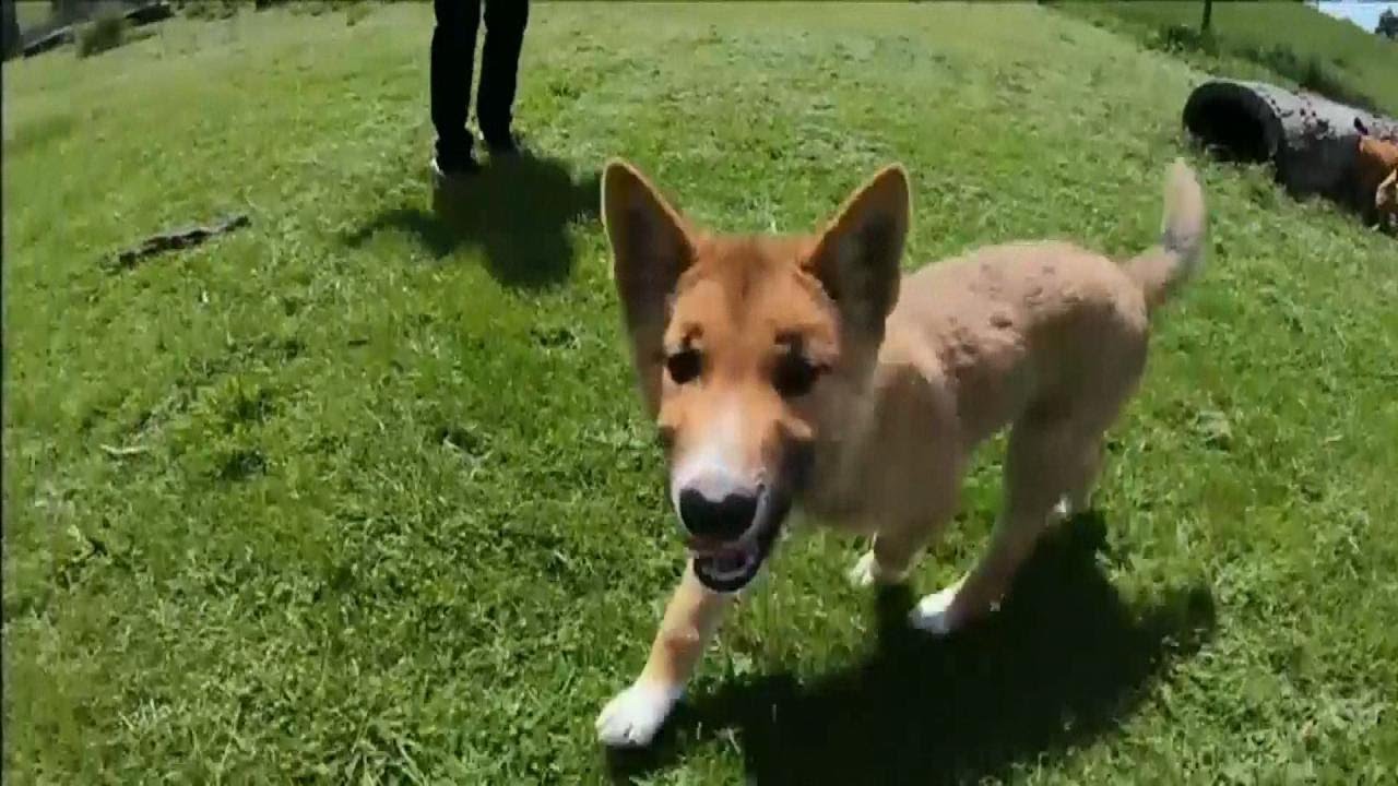 This Rare Dingo Pup Literally Fell Out of the Sky - YouTube