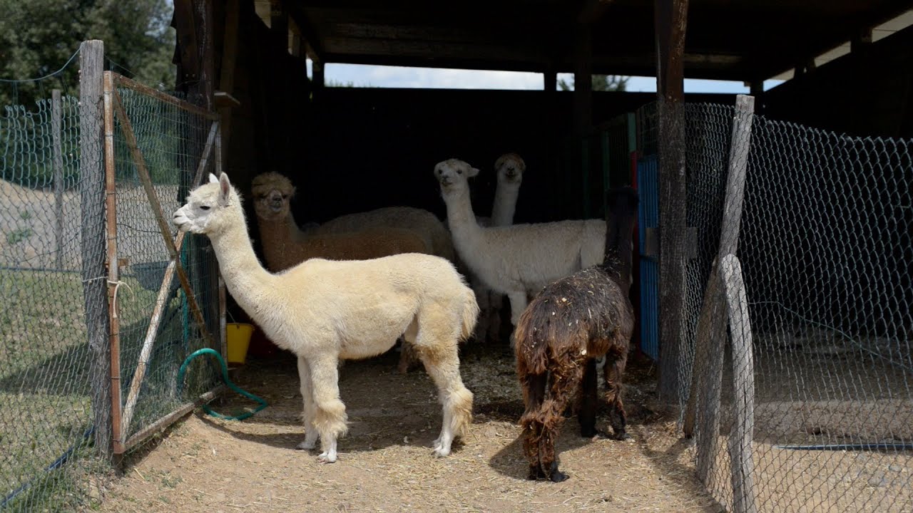 Alpaca Birth - YouTube