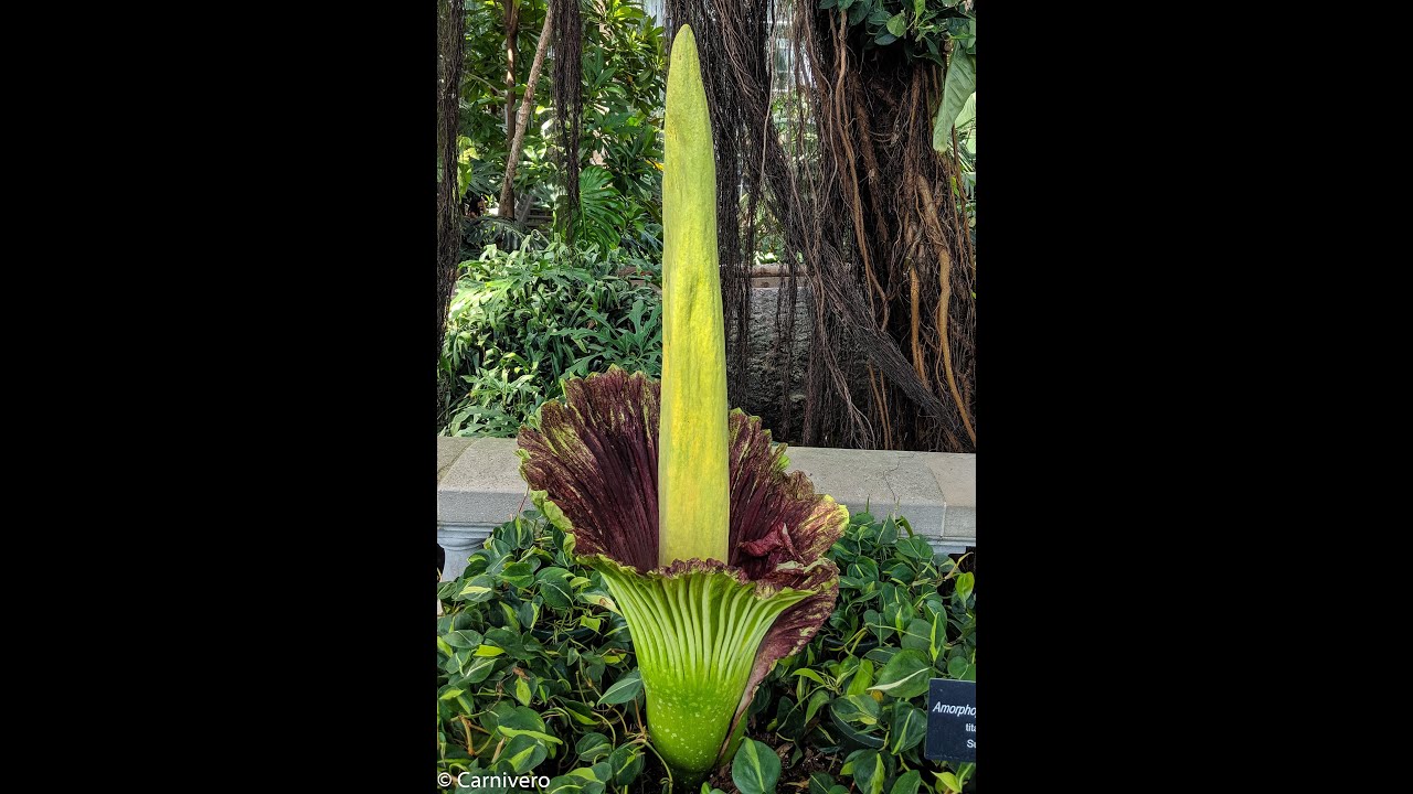 Amorphophallus titanum leaf development (corpse flower) - YouTube