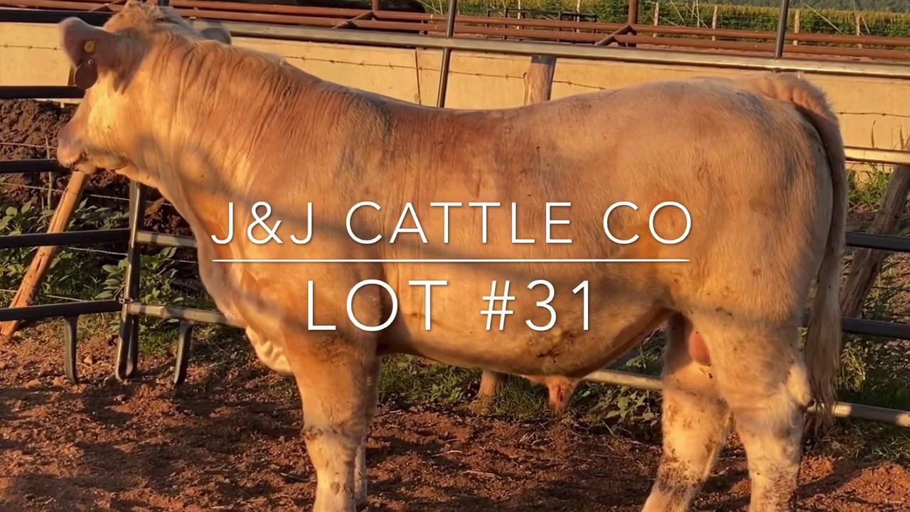 Lot #31 Charolais Bull - YouTube