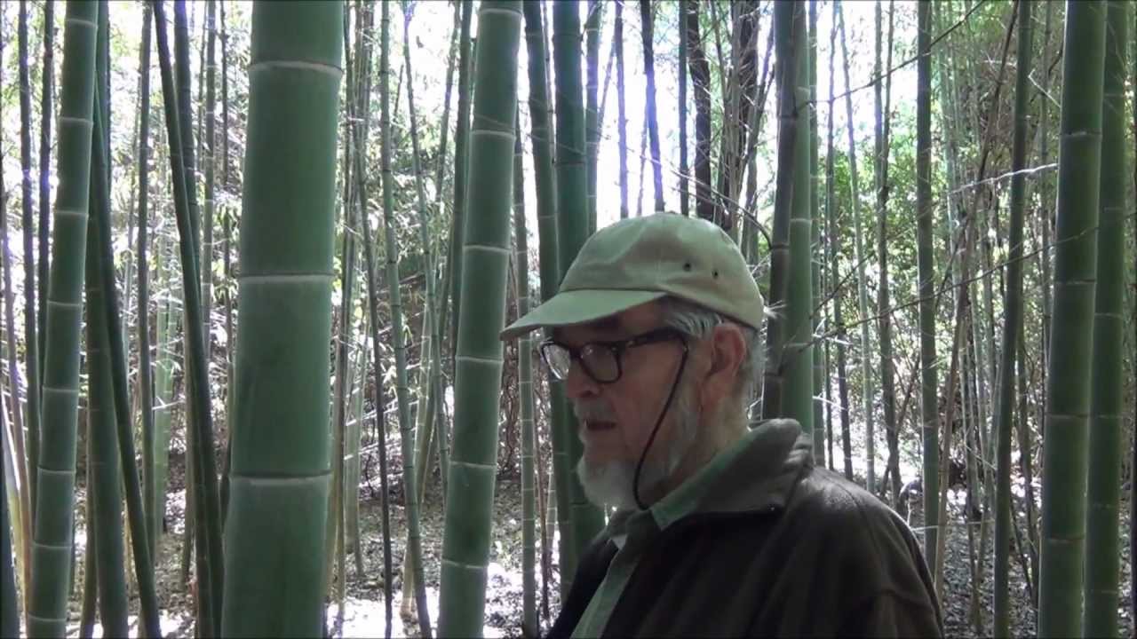 ALABAMA BAMBOO STORY - The Horn Bamboo Forest of Northeast Alabama.wmv ...