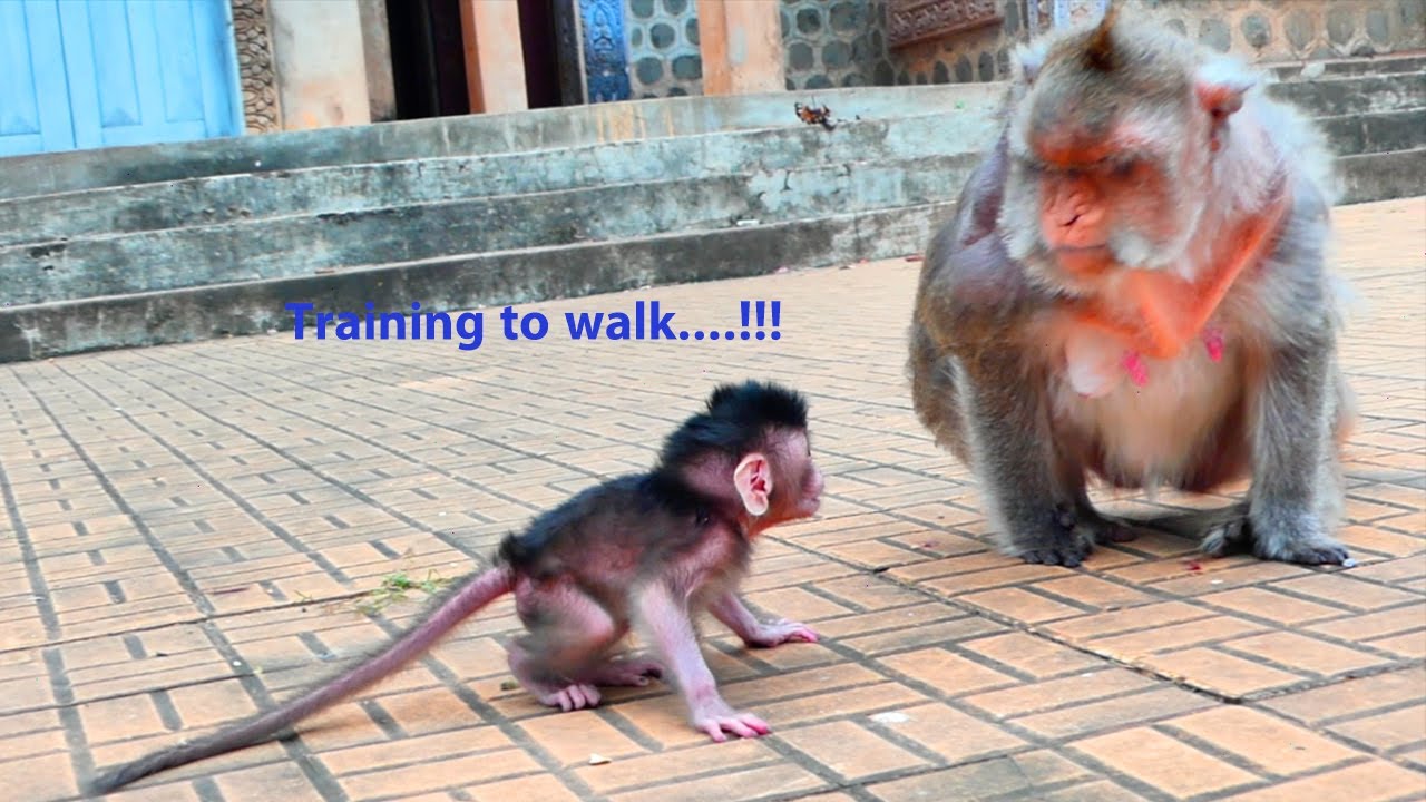 Newborn baby monkey a birth 3 days learns to walk -old Mama BERRY ...
