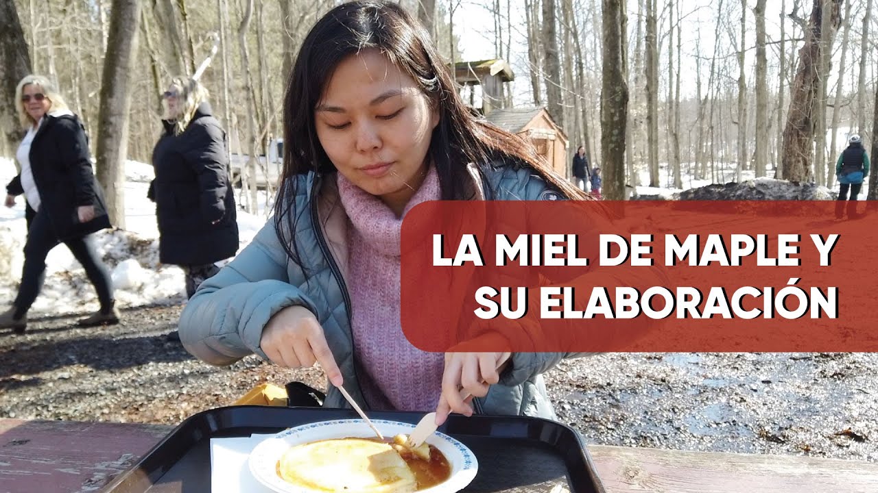 ¿CÓMO SE EXTRAE LA MIEL DE MAPLE? 🤤 | De Peru 🇵🇪 a Canadá 🇨🇦 - YouTube