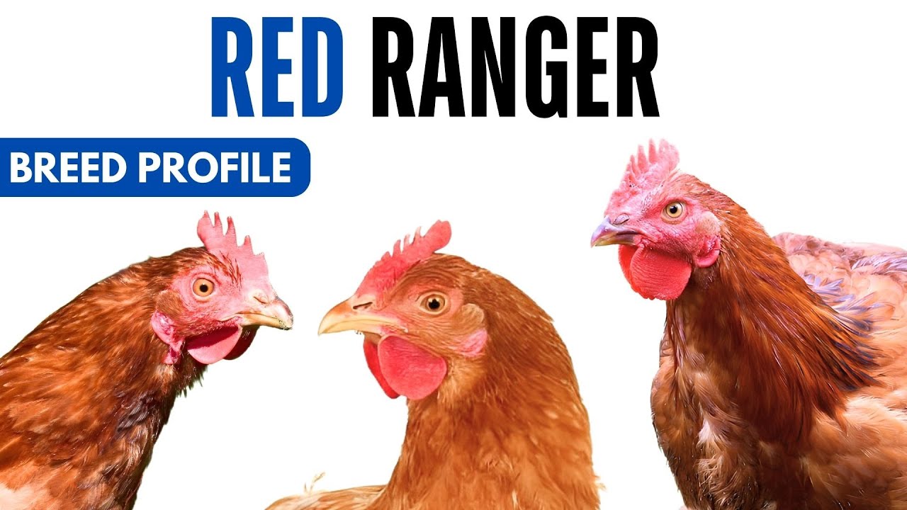 Red Ranger Chicken Breed Profile History Health Issues - Red Ranger ...