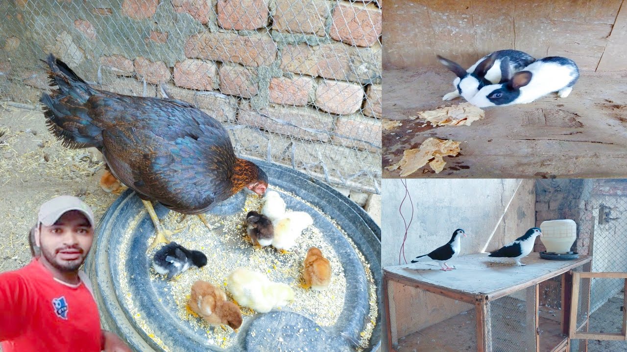 Basanti Murghi Chicks ki teraning kr rahi hai || Rabbit 🐰 ko Roti Dali ...