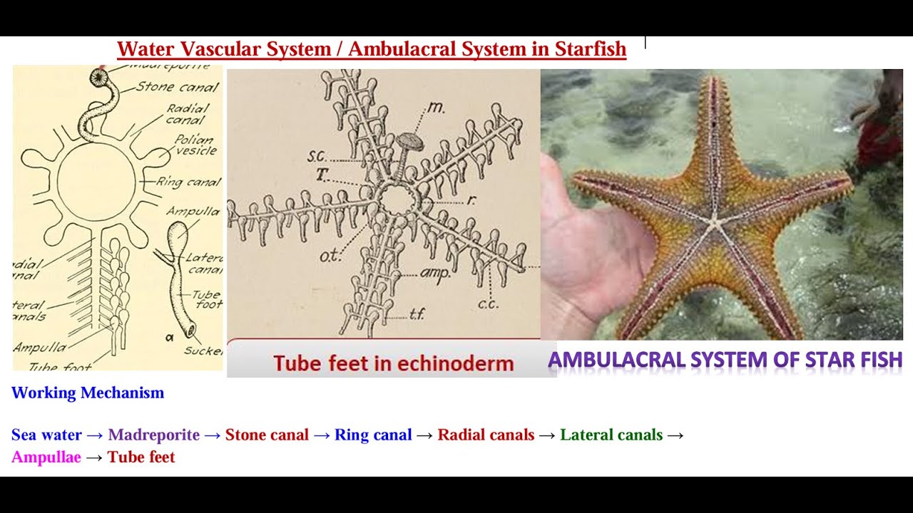 #ambulacral system (#water vascular system) in #starfish echonodermata ...