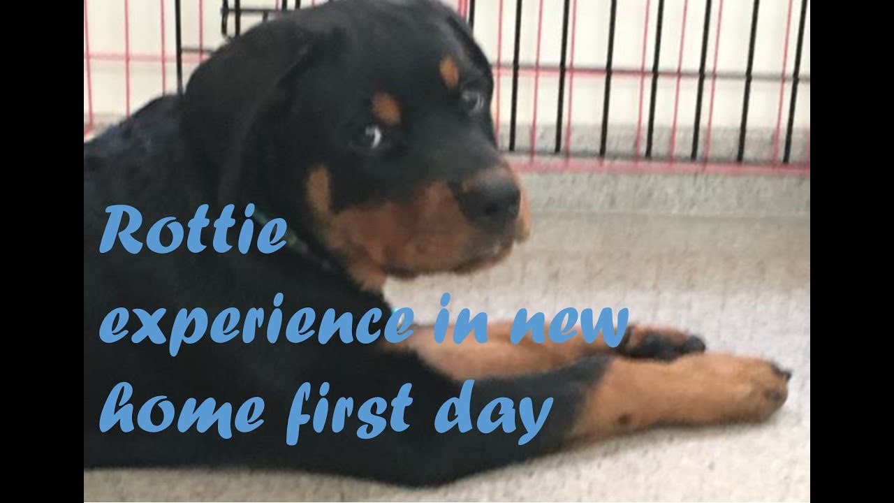 9 week old puppy Rottweiler's first days home - YouTube