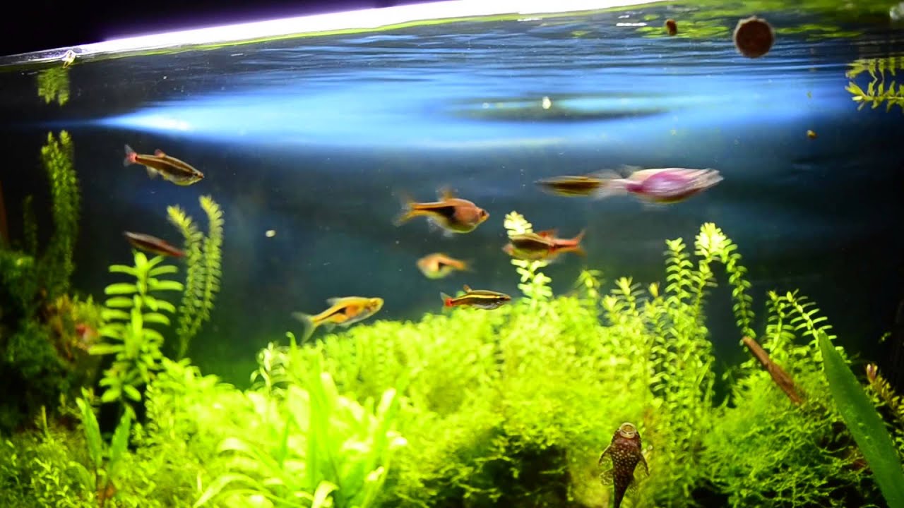 Relaxing Aquarium (Rasboras, Tanichthys albonubes) - YouTube
