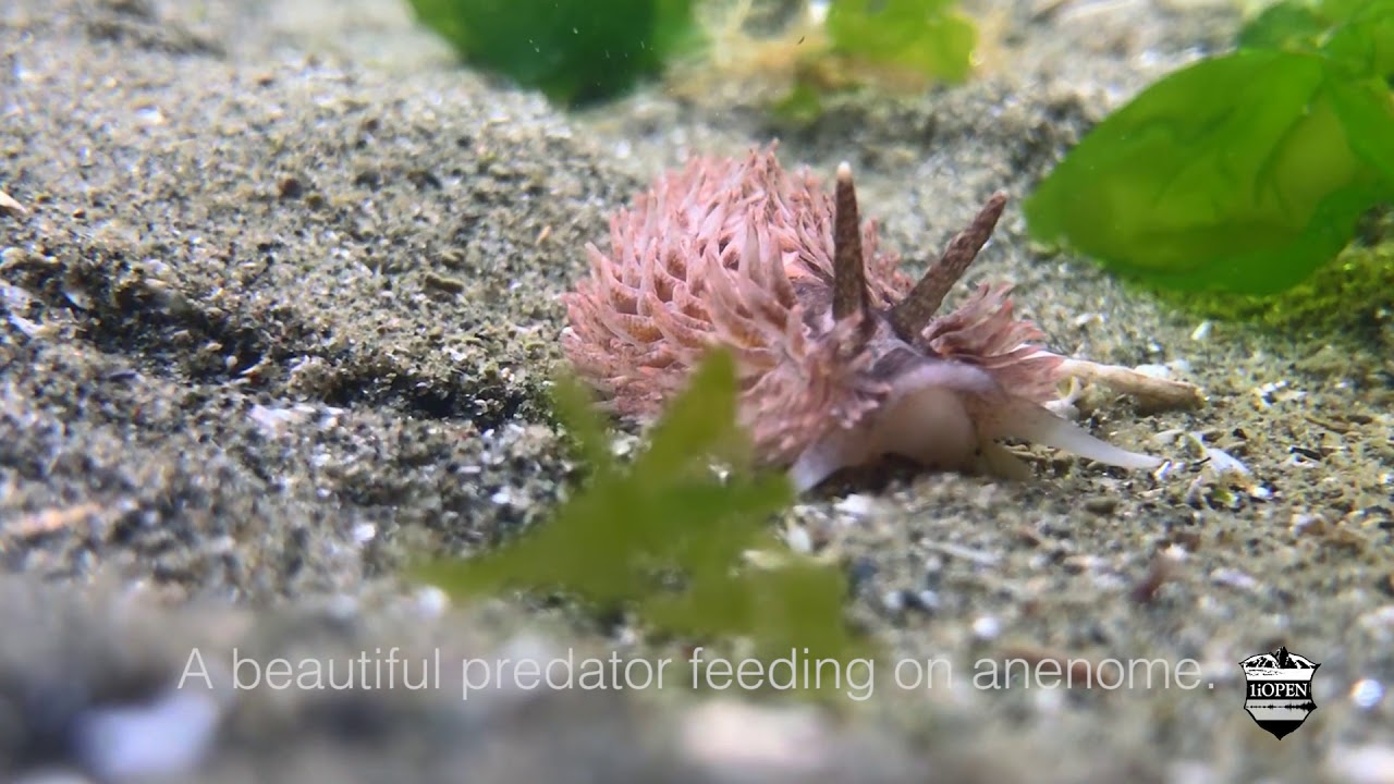 Pacific Sea Slug Under Water - Aeolidia papillosa - YouTube