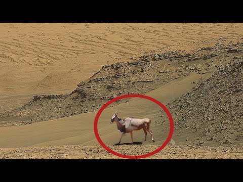 Curiosity Rover Leaked 4k Video: Mars Stunning Video Footages: Life on ...