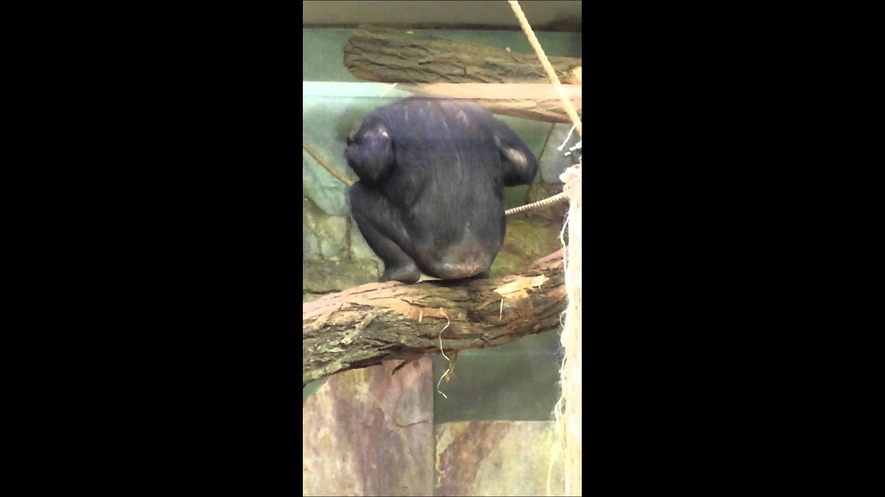 Affe isst seinen eigenen Kot [Dinner for One] - YouTube