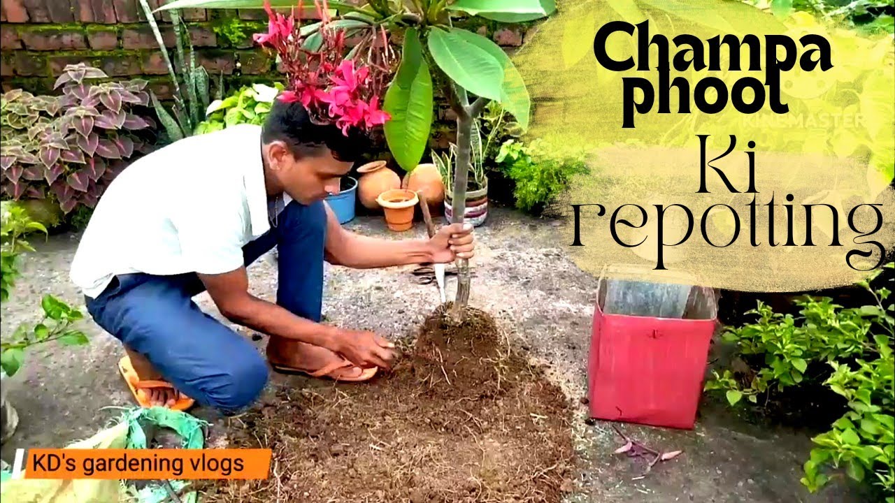 champa flower plant repotting|plumeria plant care|how to grow champa ...