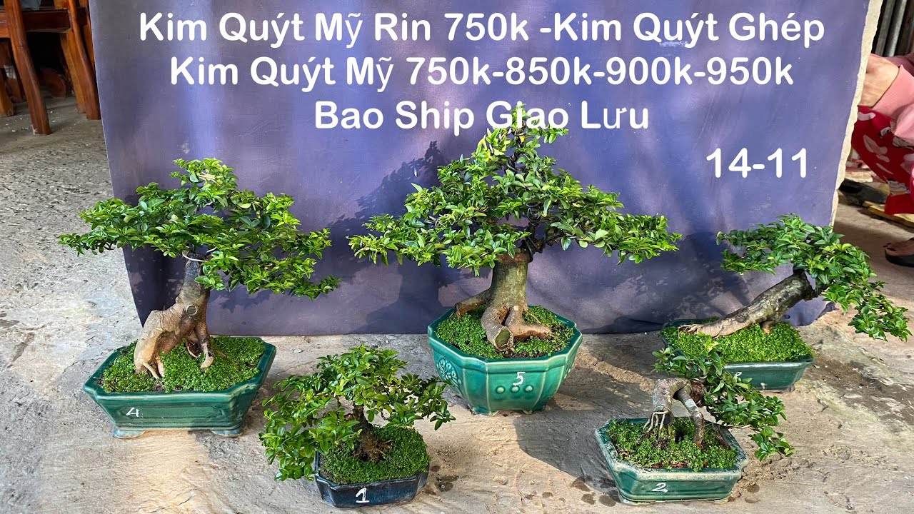 Kim Quýt Mỹ Rin-Kim Quýt Ghép KQ Mỹ 750k-850k-900k-950k Bao Ship G.Lưu ...