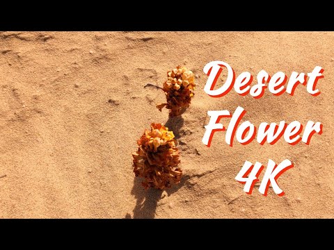 Desert flower Qatar 4K | Desert howling wind sound #gopro #desertsafari ...