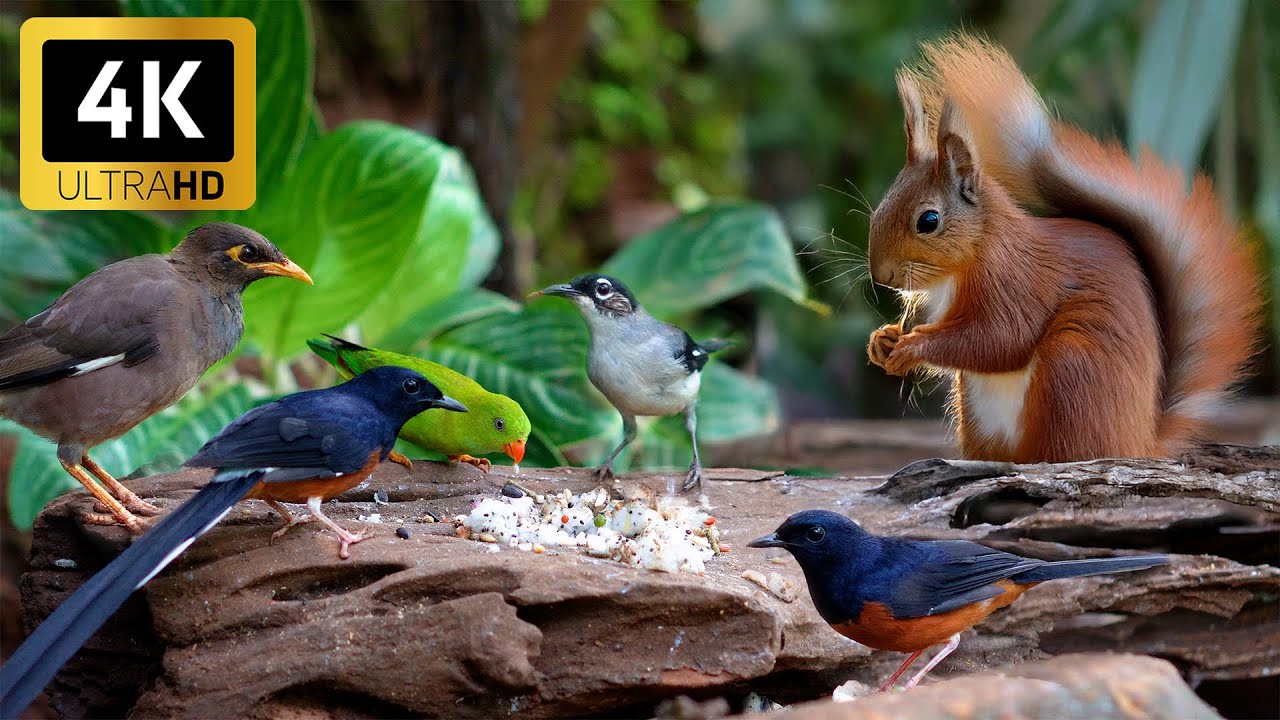 Cat TV for Cats to Watch 😺 Adorable BIRDS and Cutest SQUIRRELS | Live ...