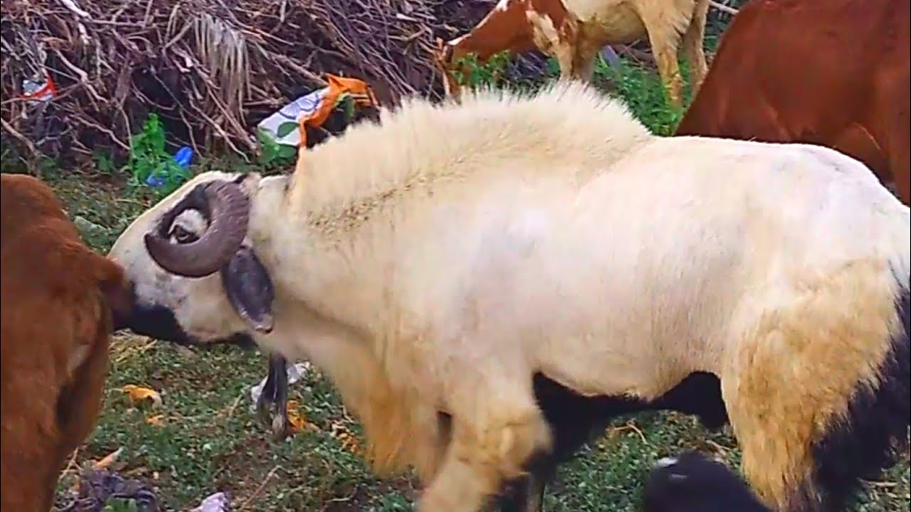 Heavy big size potelu sheep's - YouTube