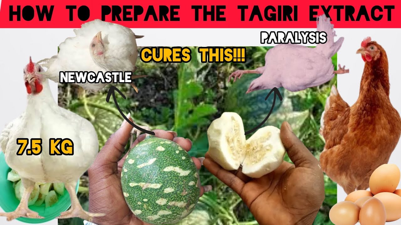 Tagiri Health Benefit To Chicken | How To Prepare It. - YouTube