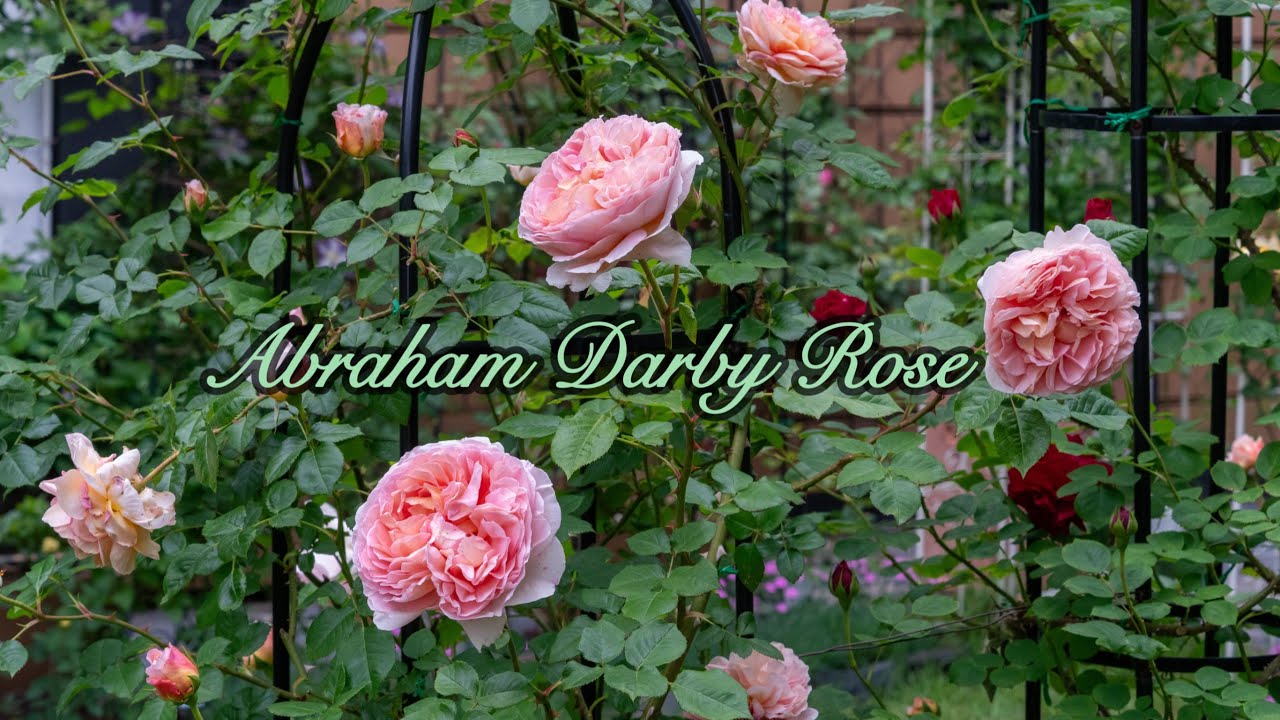 [David Austin] Abraham Darby Rose 에이브러햄 다비 장미/아브라함 다르비 장미 2024 - YouTube