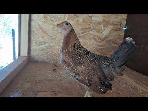 GAINA PITICA POTARNICHIE LA 3 LUNI - PASARI PITICE