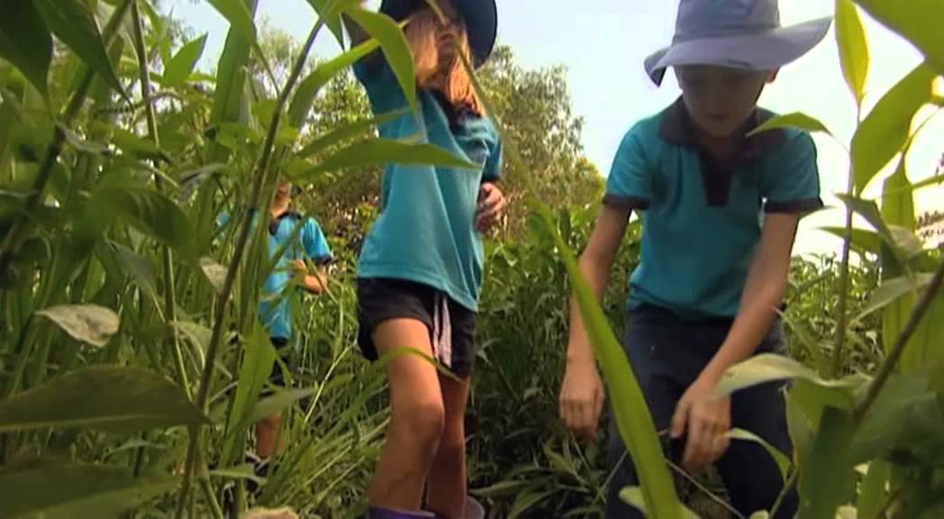 Wonga Beach State School - YouTube