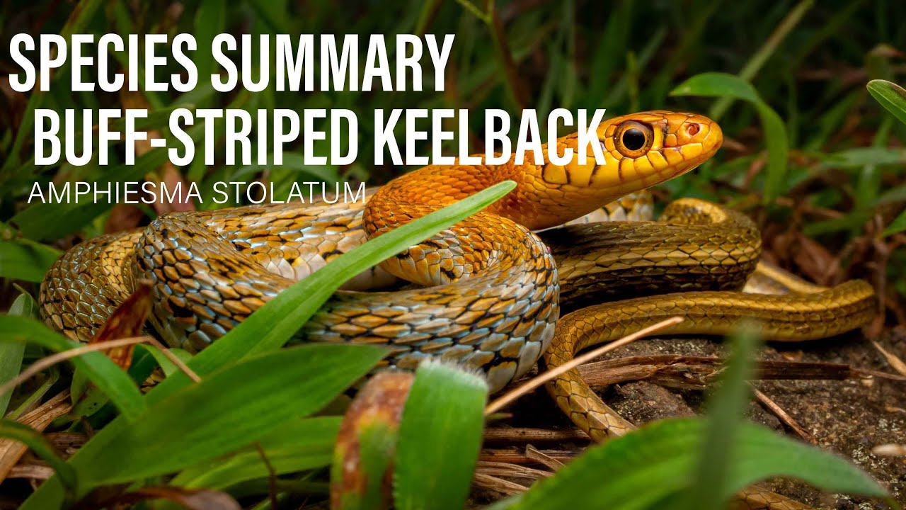 Species Summary Buff striped Keelback Amphiesma stolatum 4K - YouTube