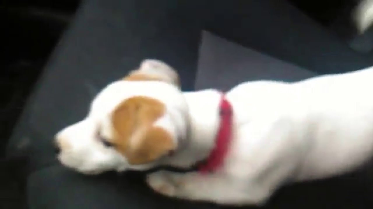 Jack Russell Terrier attack - YouTube