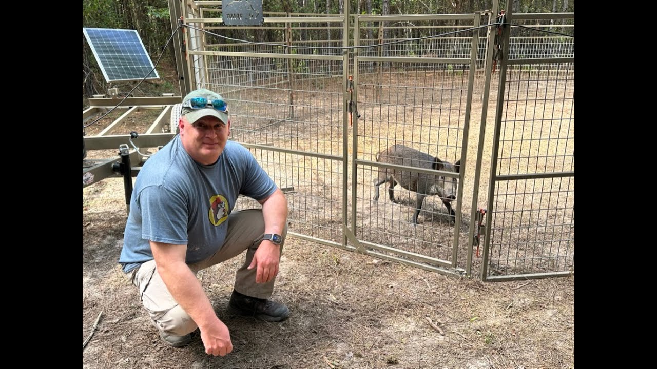 The Unexpected Capture: Trapped wild Hog with Cell Camera Trap - YouTube