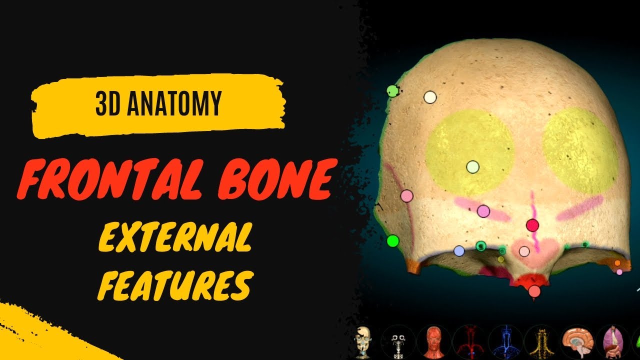 3d Anatomy of Frontal bone || External features of Frontal bone || Head ...