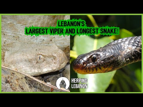 Herping Lebanon: The Largest Viper and the Longest Colubrid - YouTube