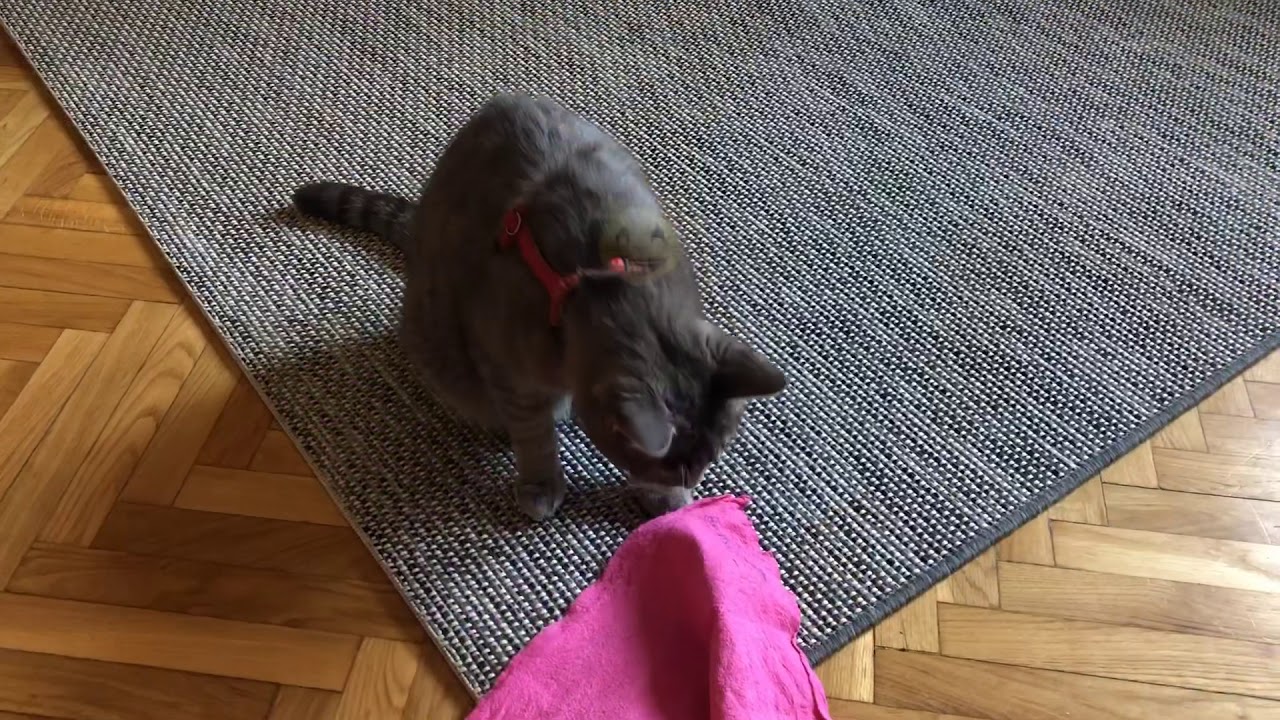 Cat Challenges :) - YouTube