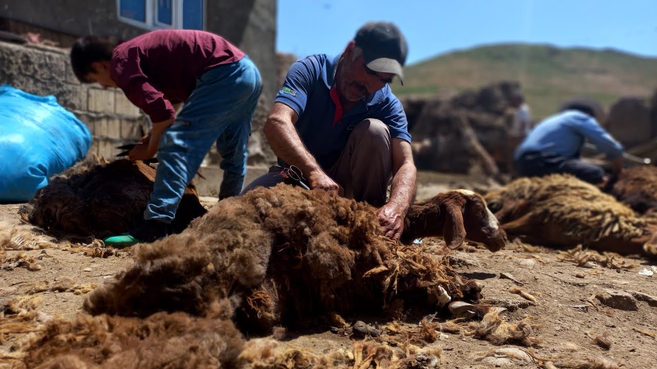 How to Harvesting Wool , Sheep Shearing in a rural way, Sheep Farming ...