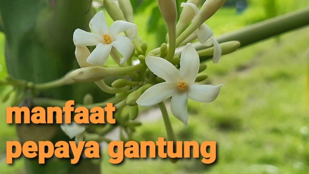tersimpan banyak manfaat dibalik rasa pahitnya pepaya gantung | fimu ...